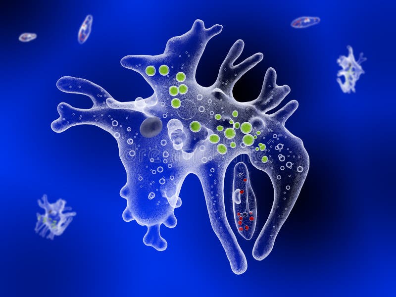 Anatomia de uma ameba ilustração do vetor. Ilustração de microorganism ...
