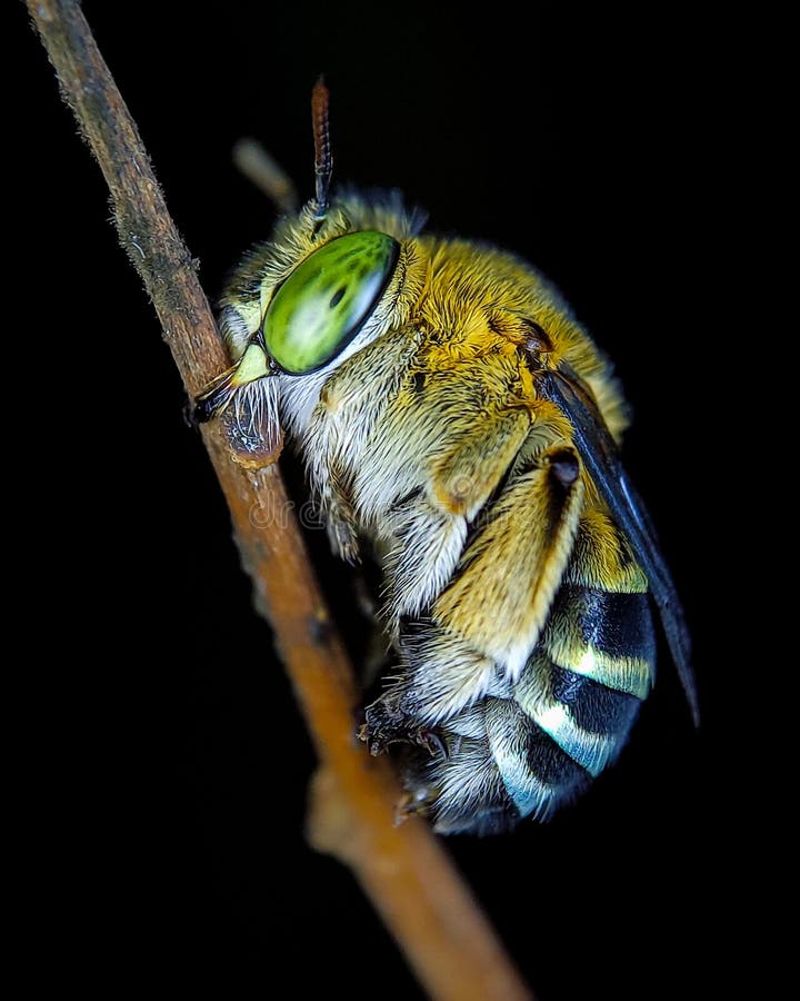Amegilla Cingulatta Bee Sleeping on Twig in the Night Stock Image ...