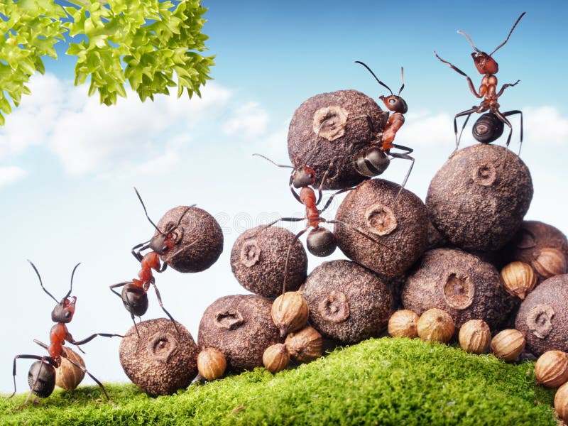 Ameisen, Die Samen Auf Lager, Teamwork Sammeln Stockbild - Bild von ... Ameisen, Die Samen Auf Lager, Teamwork Sammeln Stockbild - Bild von ...