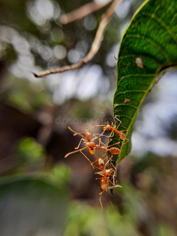 Zwei Rote Ameisen, Die Einander Helfen, Ein Getreide Zu Tragen ...
