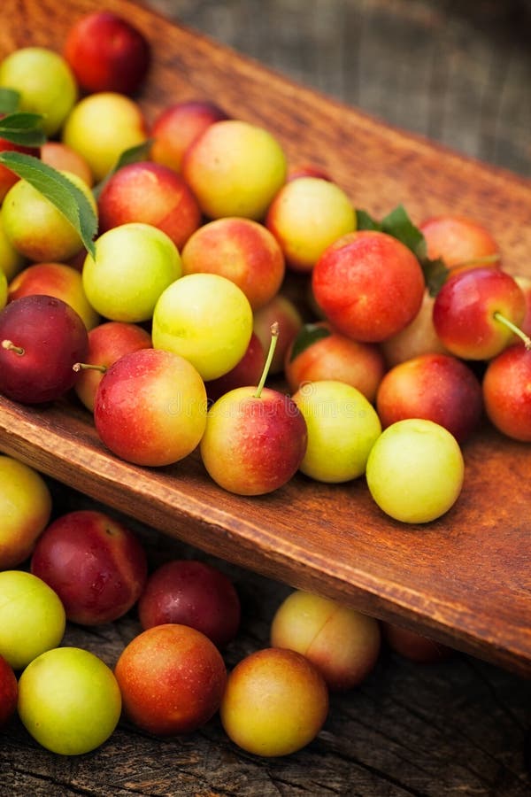 Ameixa selvagem foto de stock. Imagem de ameixa, arbusto - 12672614