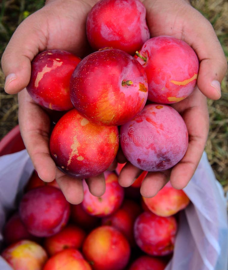 Ameixas frescas foto de stock. Imagem de agarrado, pomares - 75875330