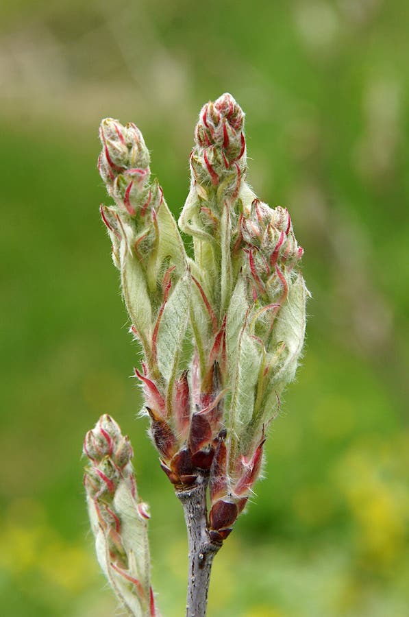 Amelanchier Buds in Early Spring Stock Image - Image of detail, green ...