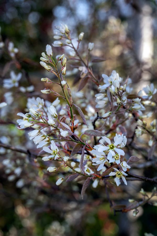 Amelanchier Canadensis or Serviceberry Tree in Spring Stock Image ...