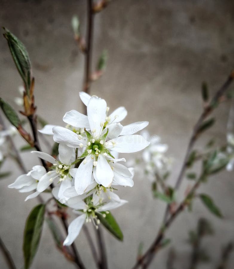 Serviceberry Tree in Autumn, Netherlands Stock Image - Image of ...
