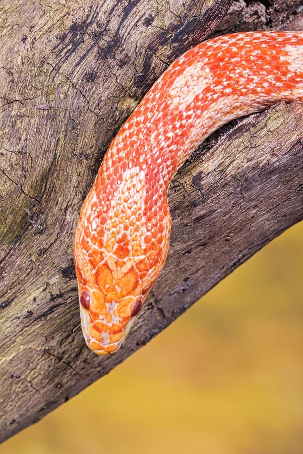 Amelanistic Corn Snake - Head Shot Stock Photo - Image of shot ...