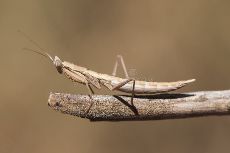 Ameles Species, Small Praying Mantis Barely Three Centimeters Long ...