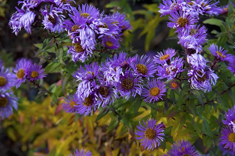 Amellus Europeo Del Aster De Michaelmas De La Manzanilla Aster Primer ...