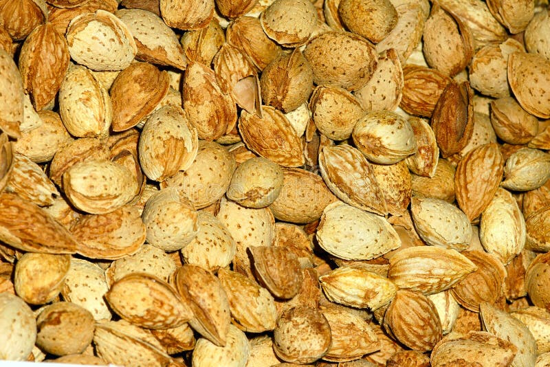 America big almond stock photo. Image of yellow, seed - 22968546