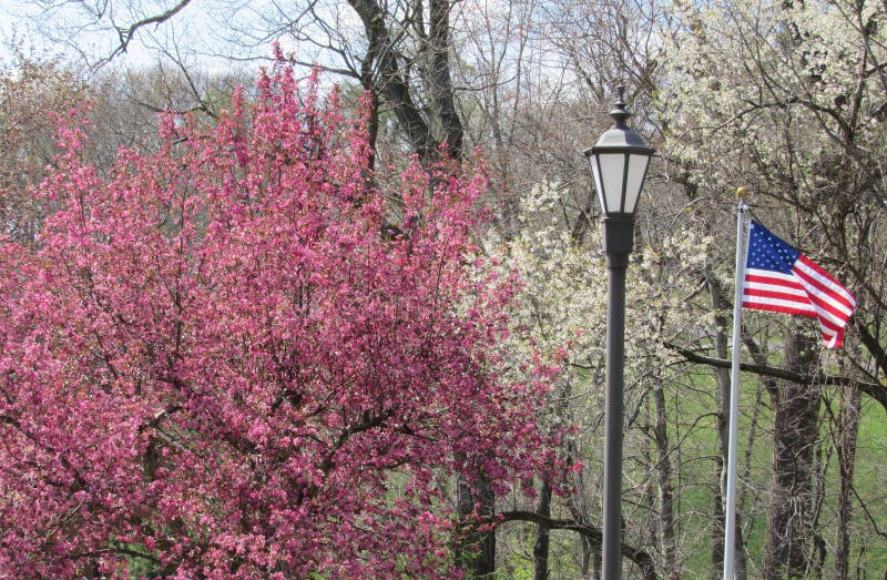 America the beautiful stock image. Image of garden, shrub - 246255159