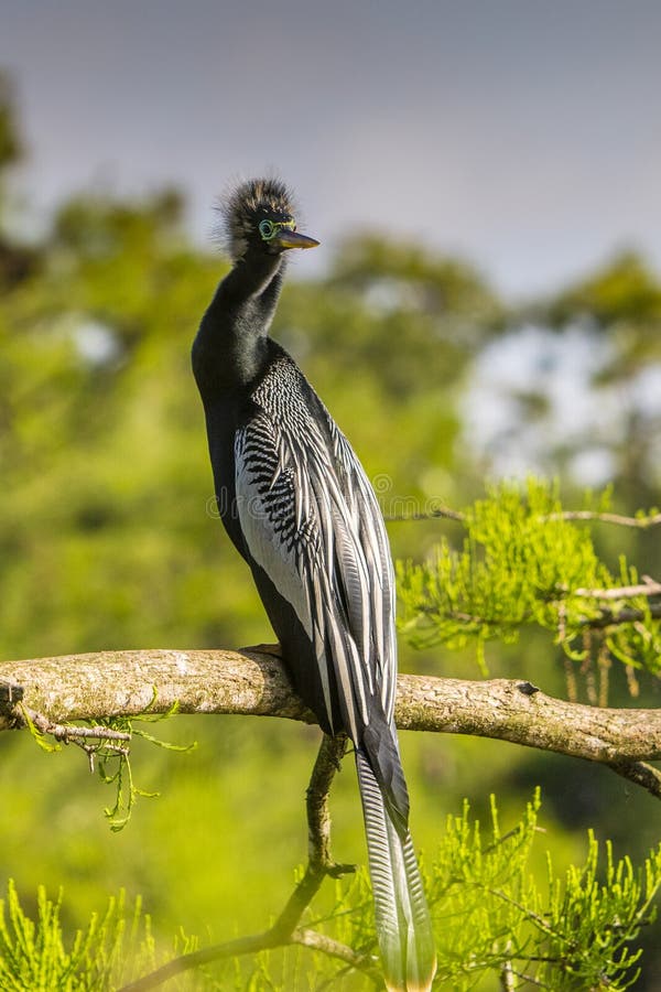 America Darter stock photo. Image of american, white - 67293322