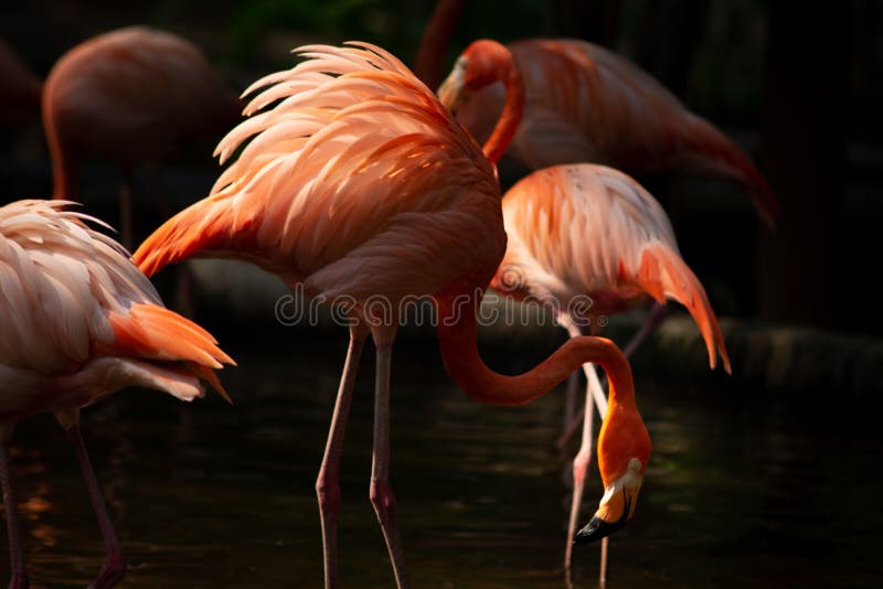 America flamingo stock photo. Image of habitat, american - 160568878