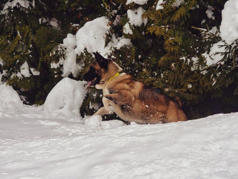 American Akita Dog Jumps through Deep Snow Stock Image - Image of furry ...