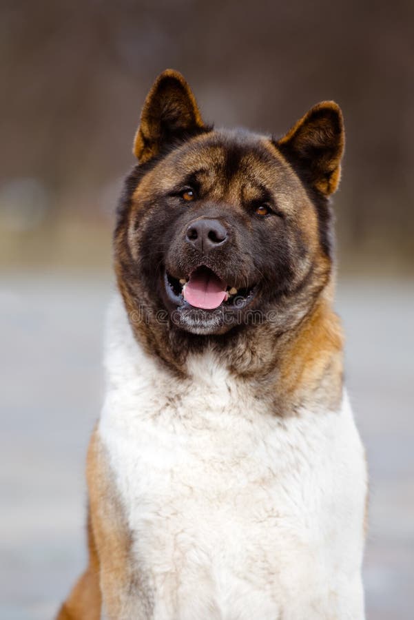 American Akita Dog Outdoors Stock Image - Image of animal, beauty: 51791615