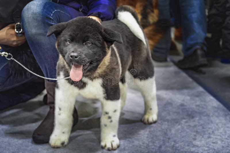 American Akita Puppy. Dog American Akita. Stock Image - Image of white ...