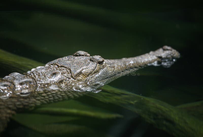 Cayman Tropical Rain Forest Amazon Alligator Gator Stock Photo - Image ...