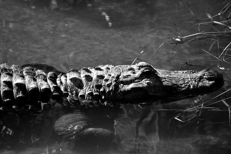 American Alligator Stalking in Water Stock Photo - Image of asia ...