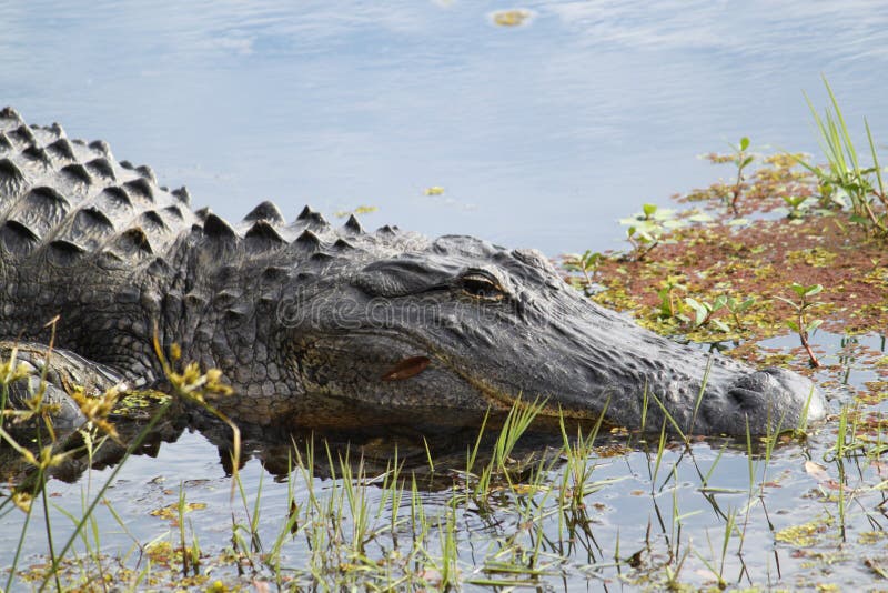 American Alligator stock image. Image of rests, riverbank - 12320563