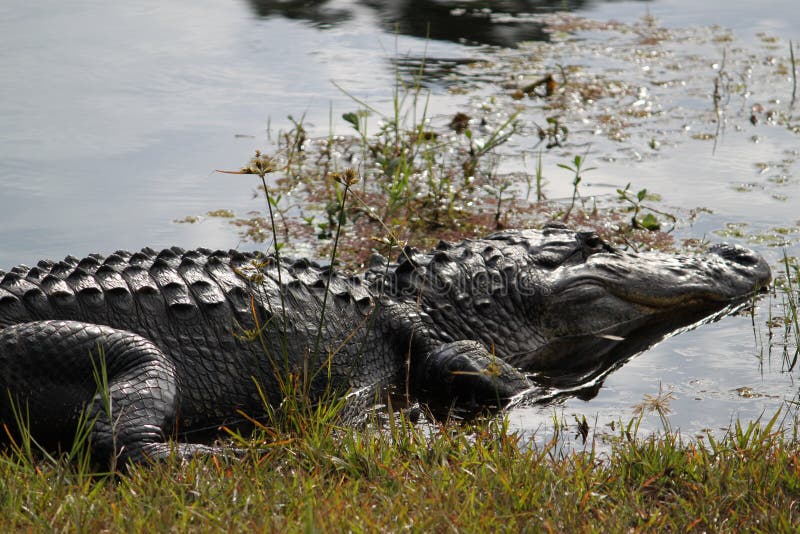 Alligator side view stock image. Image of deadly, malicious - 132932089
