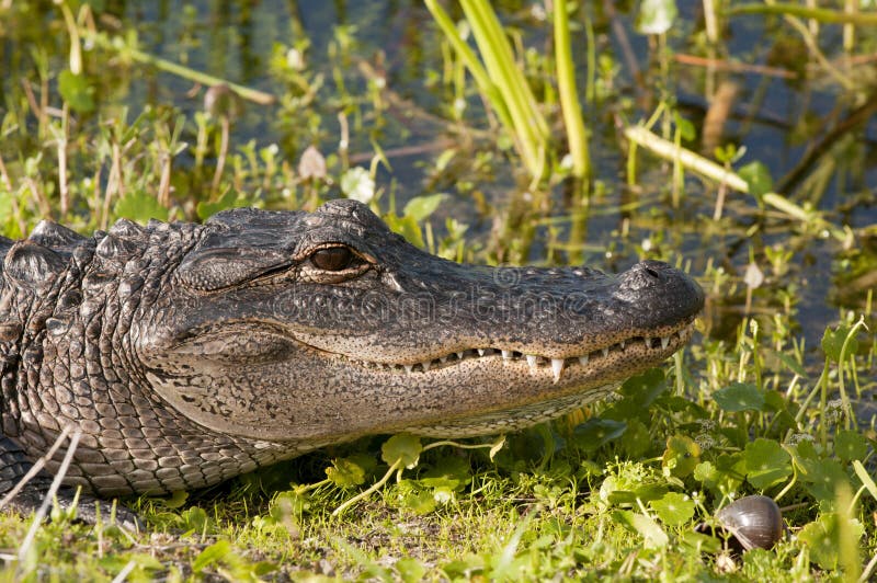 American Alligator stock image. Image of alligator, alligatoridae ...