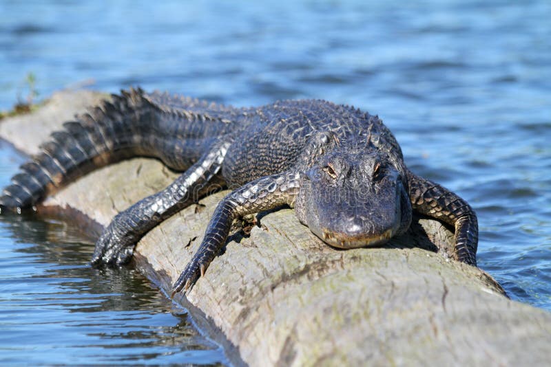 Chinese Alligator stock photo. Image of water, wildlife - 14624600