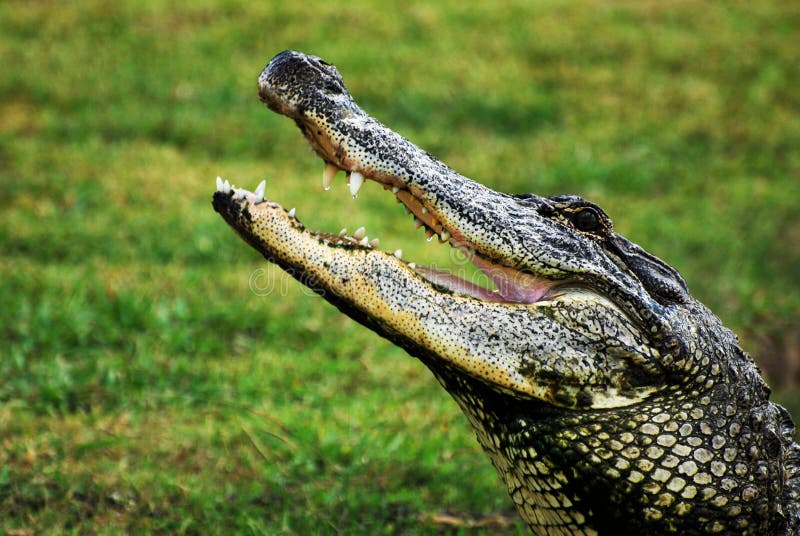 301 Smiling Alligator Stock Photos - Free & Royalty-Free Stock Photos ...