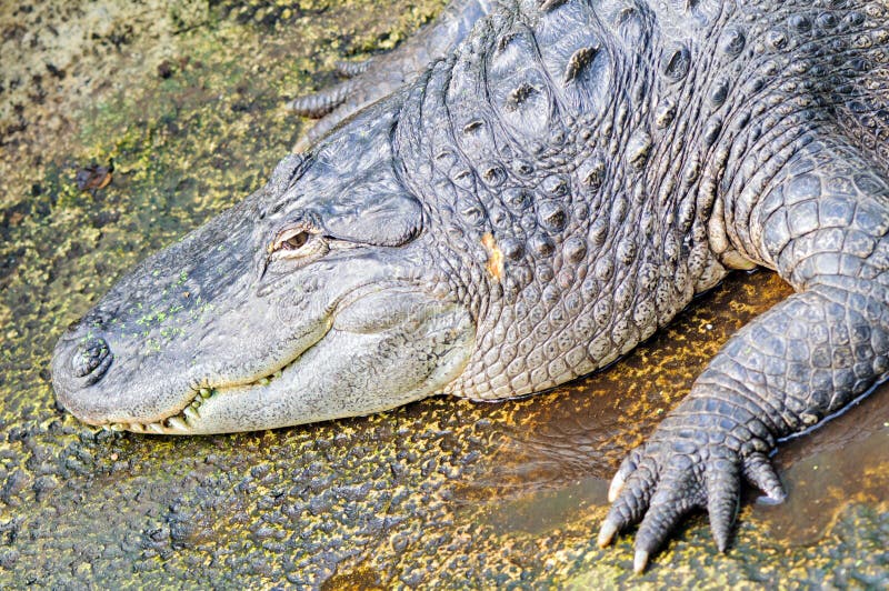 American Alligator (Alligator Mississippiensis) Stock Photo - Image of ...