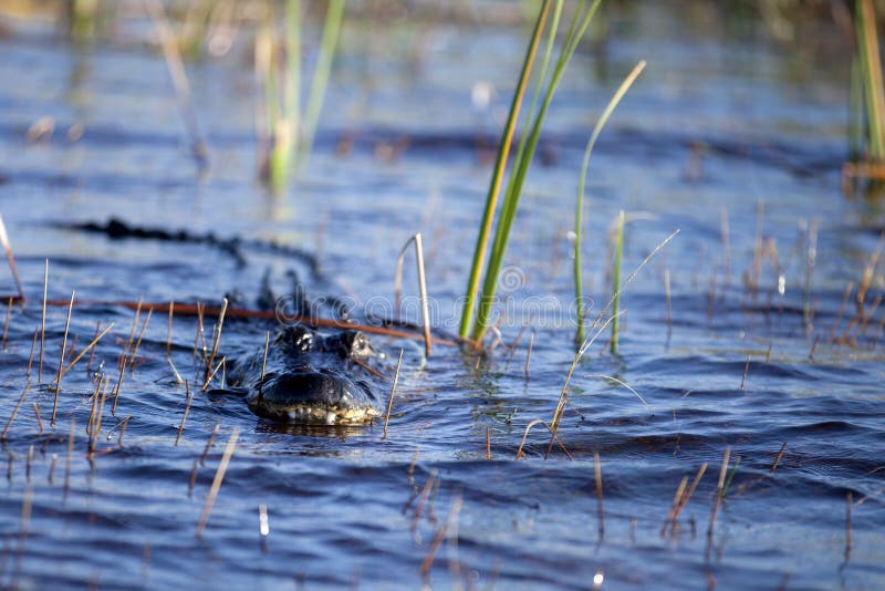 American Alligator (Alligator Mississippiensis) Stock Photo - Image of ...