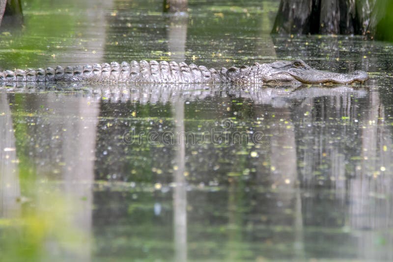 American Alligator Basking stock photo. Image of animal - 255301838