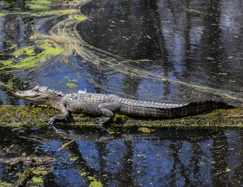 American Alligator Basking stock photo. Image of predator - 246003158