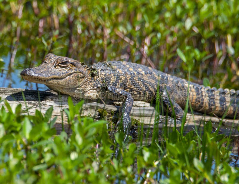 American Alligator Basking stock photo. Image of fauna - 246003164