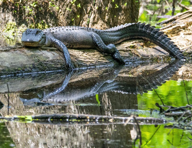 American Alligator Basking stock photo. Image of reptile - 247500610