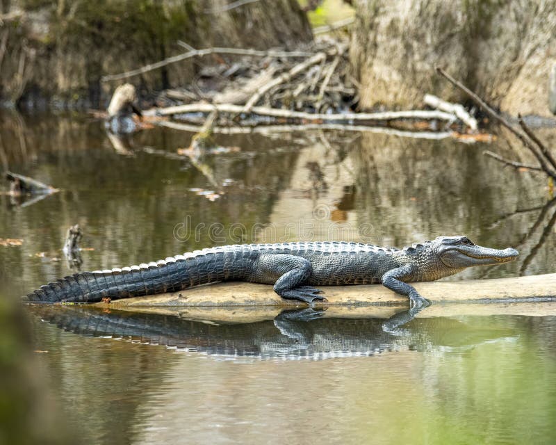 American Alligator Basking stock photo. Image of nature - 270221776