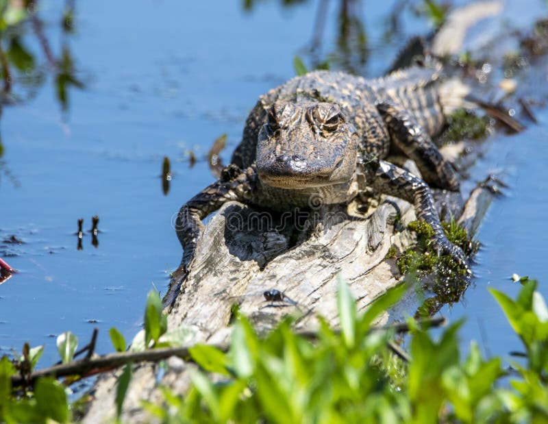 American Alligator Basking stock photo. Image of dangerous - 246005258
