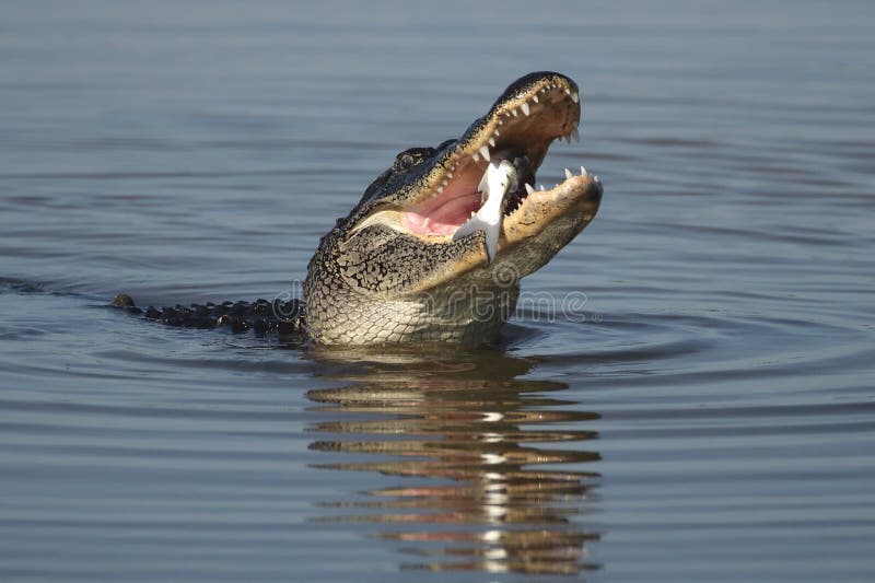 American Alligator eating stock image. Image of gator - 4402471