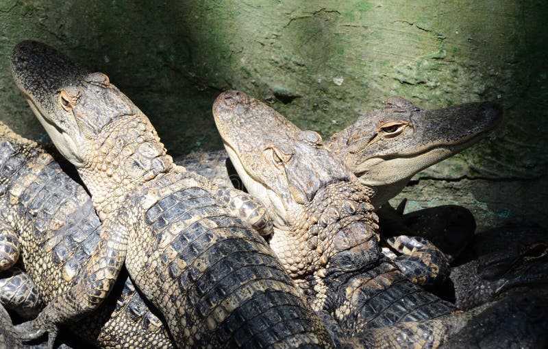 American Alligator Farm stock image. Image of outdoors - 97424403