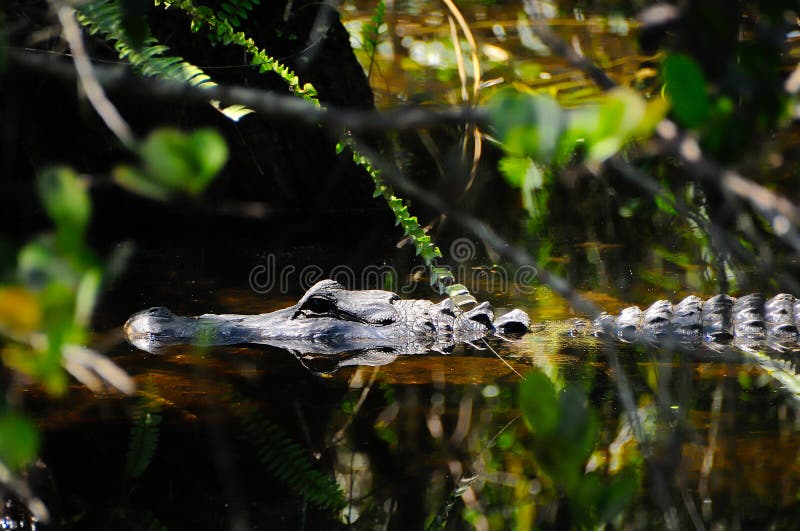 An Alligator Floating in Calm Water Stock Image - Image of head, mouth ...