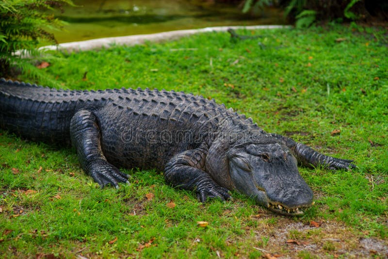 Alligator laying on grass stock photo. Image of animal - 36327820