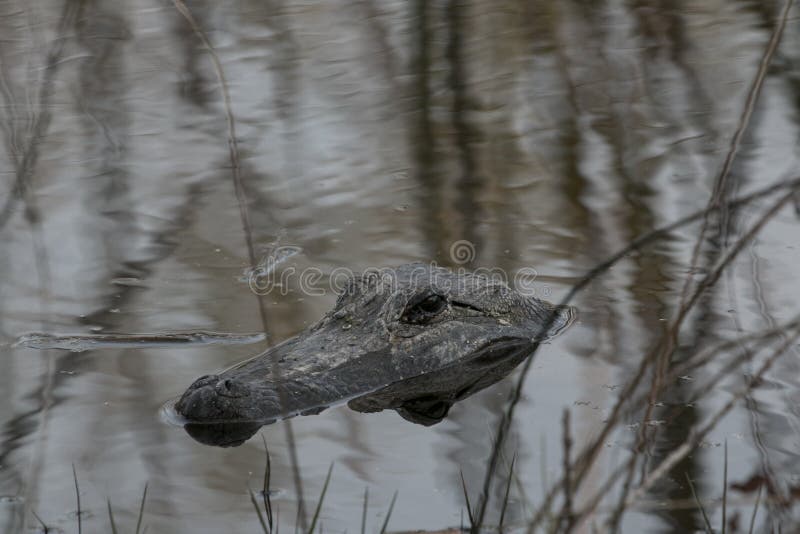 170 Alligator Hanging Stock Photos - Free & Royalty-Free Stock Photos ...
