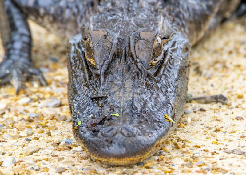 American Alligator Head stock image. Image of head, dangerous - 288016085