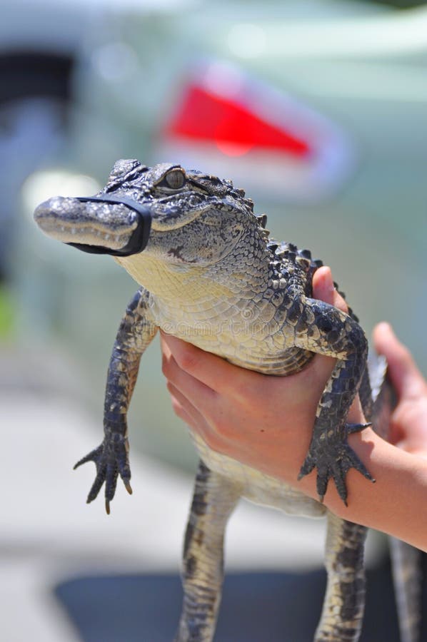 668 Funny Alligator Stock Photos - Free & Royalty-Free Stock Photos ...