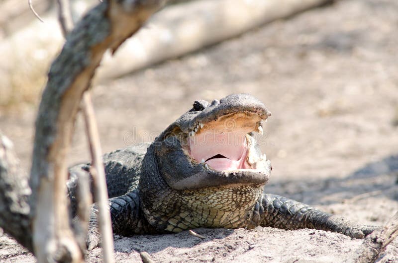 American Alligator with Its Jaws Open Stock Image - Image of teeth ...