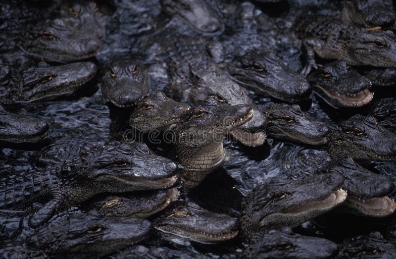American Alligator, Alligator Mississipiensis, Group of Youngs Stock ...