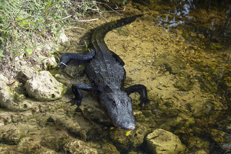 American Alligator in a Pond Stock Image - Image of animal, reptile ...