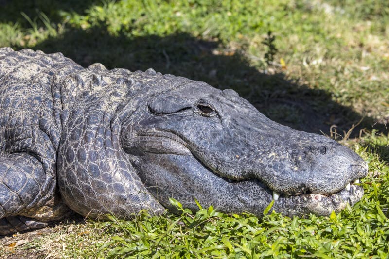 American Alligator Profile stock image. Image of environment - 250785341