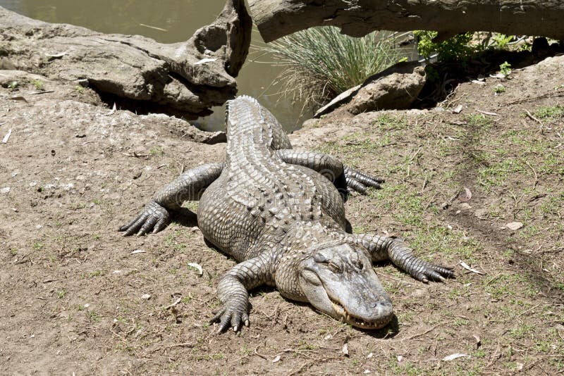 An American alligator stock photo. Image of vicious - 131111970