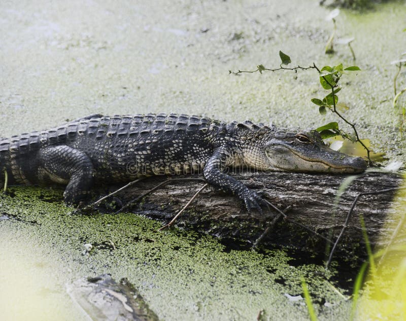 American Alligator stock photo. Image of american, wetland - 40788724