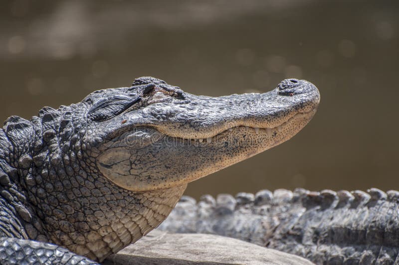 Alligator face stock photo. Image of fang, beast, carnivore - 24106832