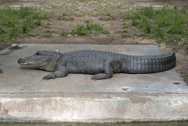 An american alligator stock photo. Image of side, dangerous - 144498988