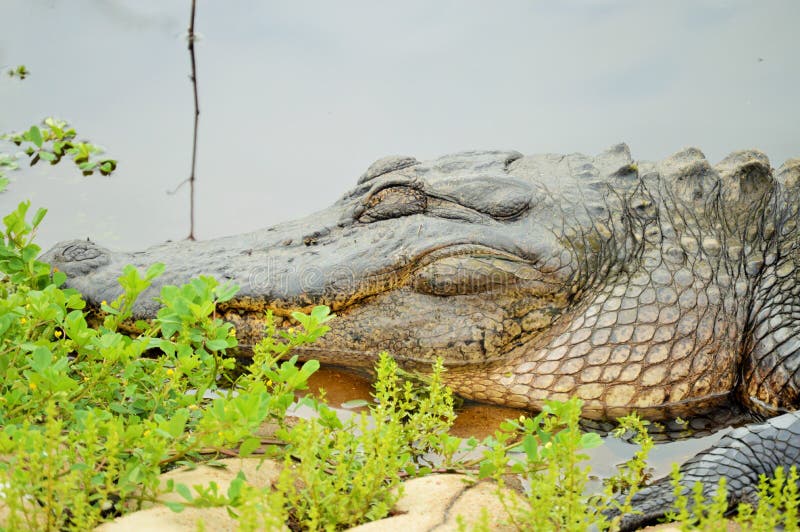 Alligator Sleeping stock image. Image of gater, animals - 4827957